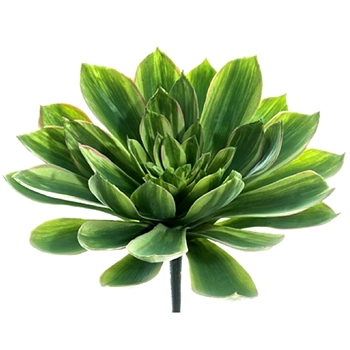 Botanicals at Chintz & Company