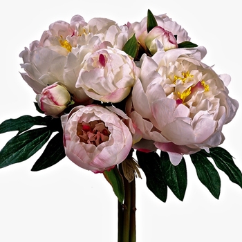 Botanicals at Chintz & Company